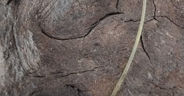 Premium Chod - Stiff Hinge Rigs | Professional Ready Made Carp Rigs